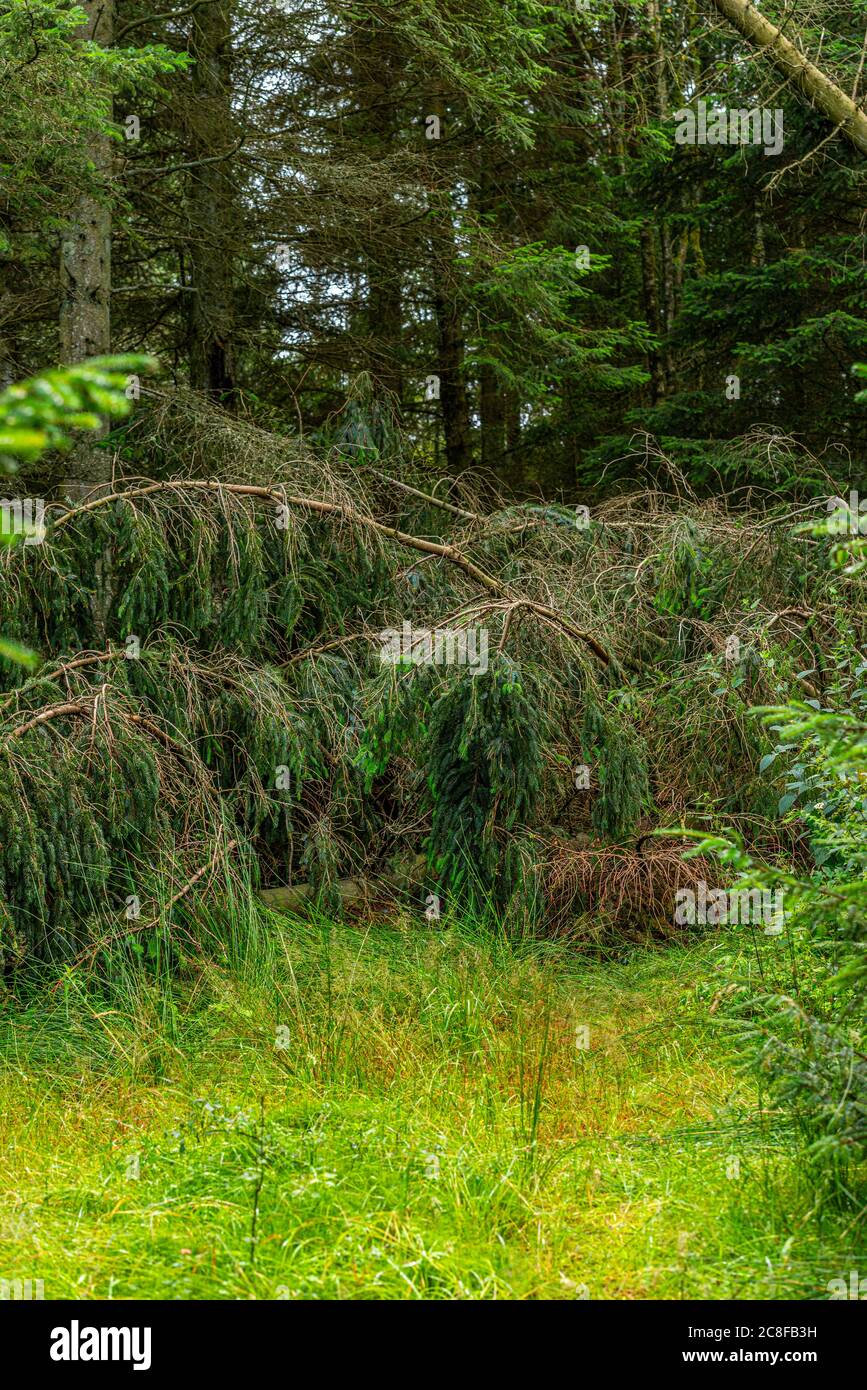 Uprooted tree that has fallen in a storm blocking a path Stock Photo ...