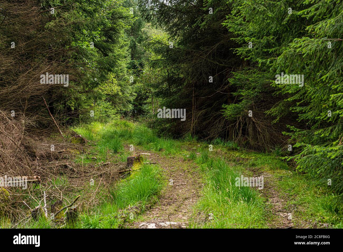 Narrow dirt path grass hi-res stock photography and images - Alamy