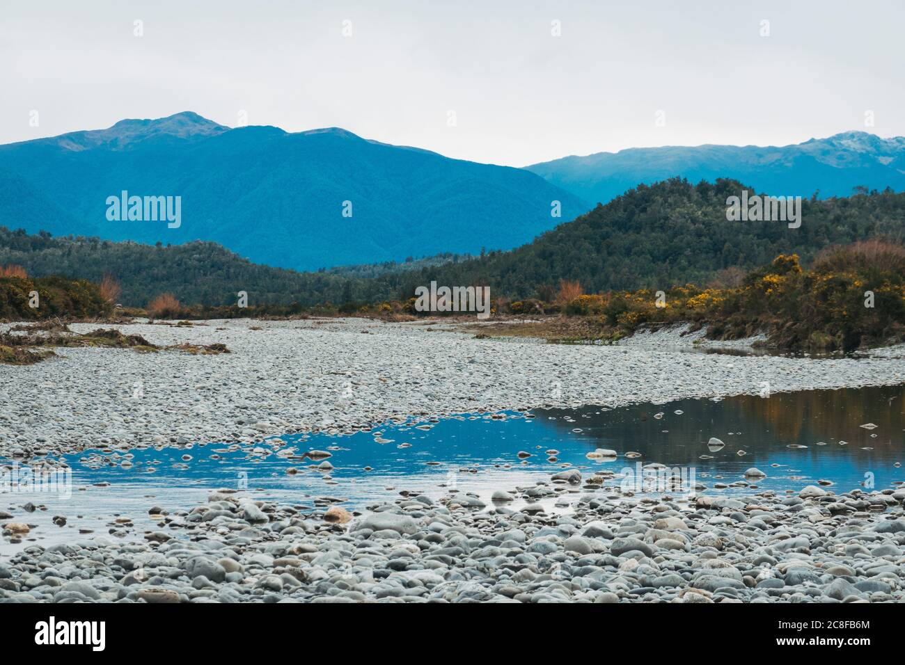 New zealand shrubs hi-res stock photography and images - Alamy
