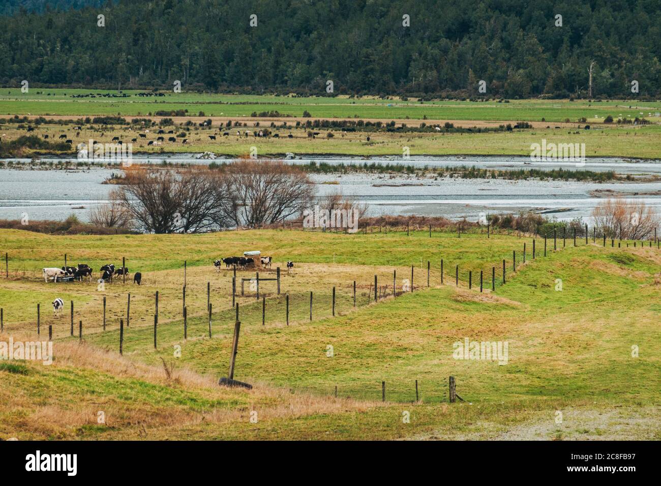 Cattle graze on a small plot next to the Ahaura River, West Coast, New ...
