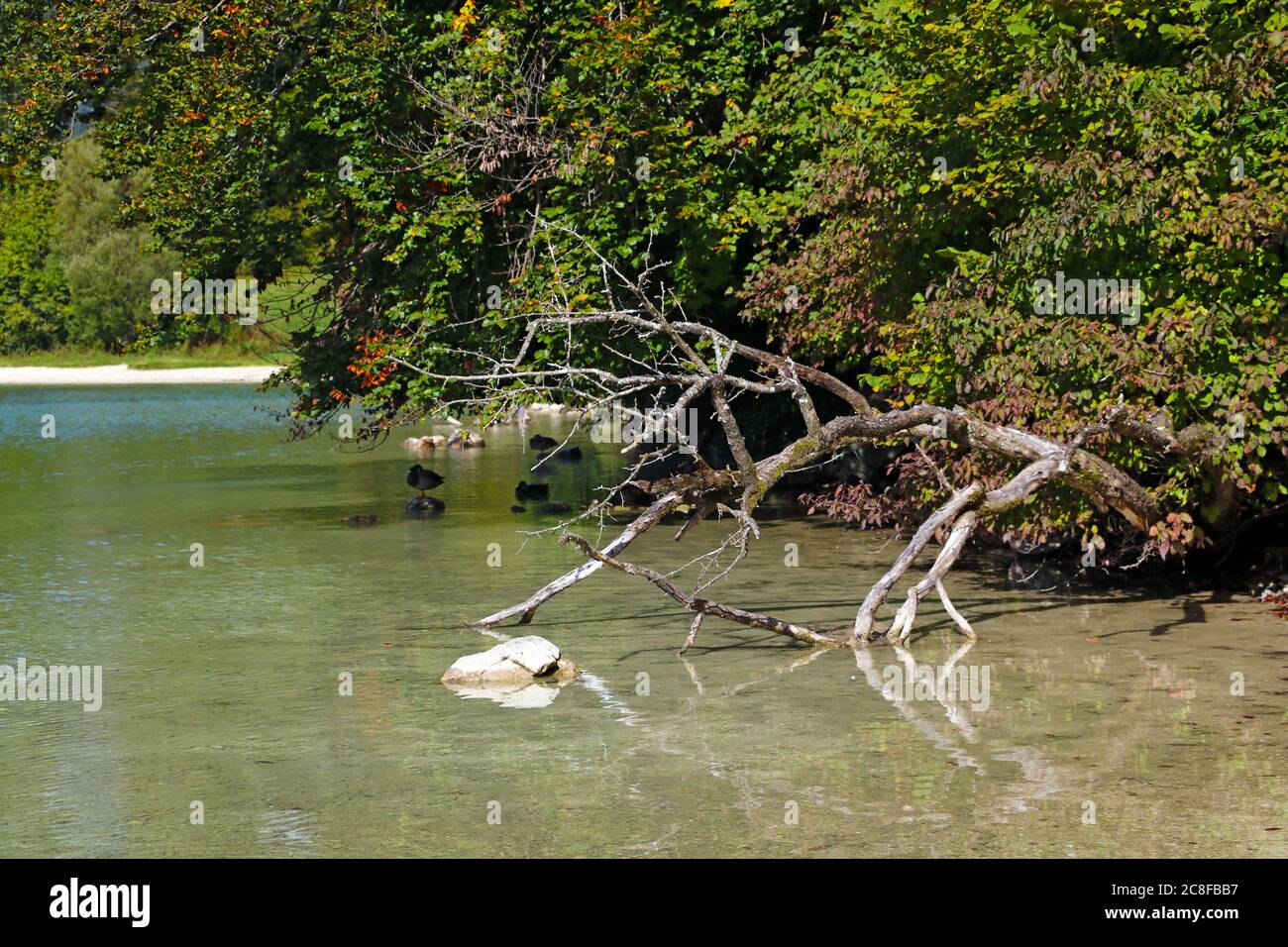 Dead trees in small lake hi-res stock photography and images - Alamy