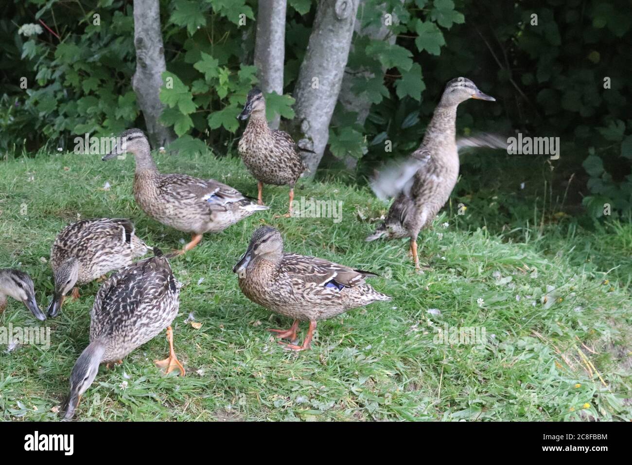 Ducks on land Stock Photo - Alamy