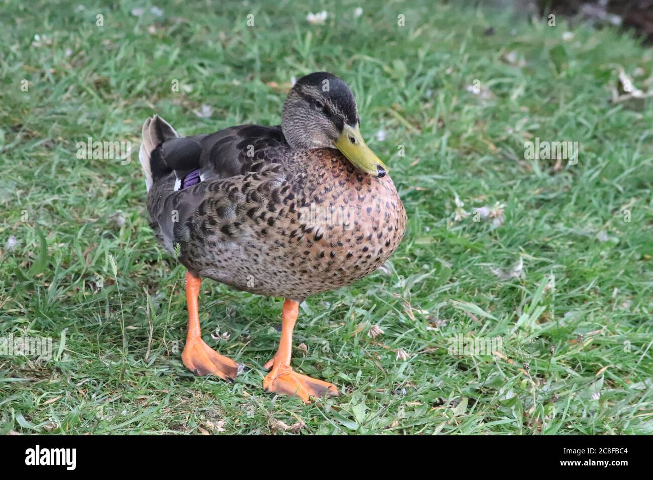 Duck Out Of Water High Resolution Stock Photography and Images - Alamy