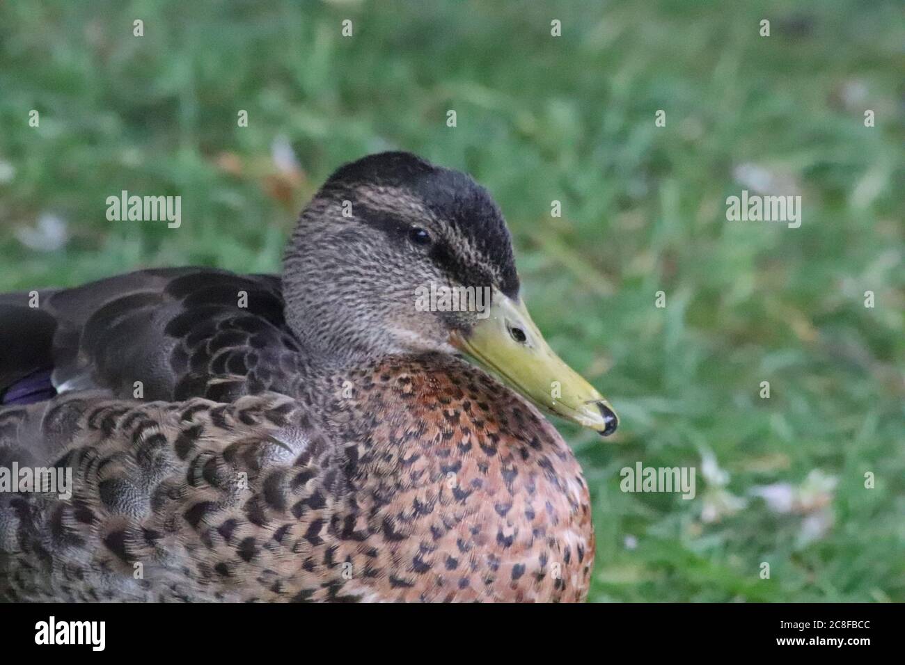 Ducks on land Stock Photo - Alamy