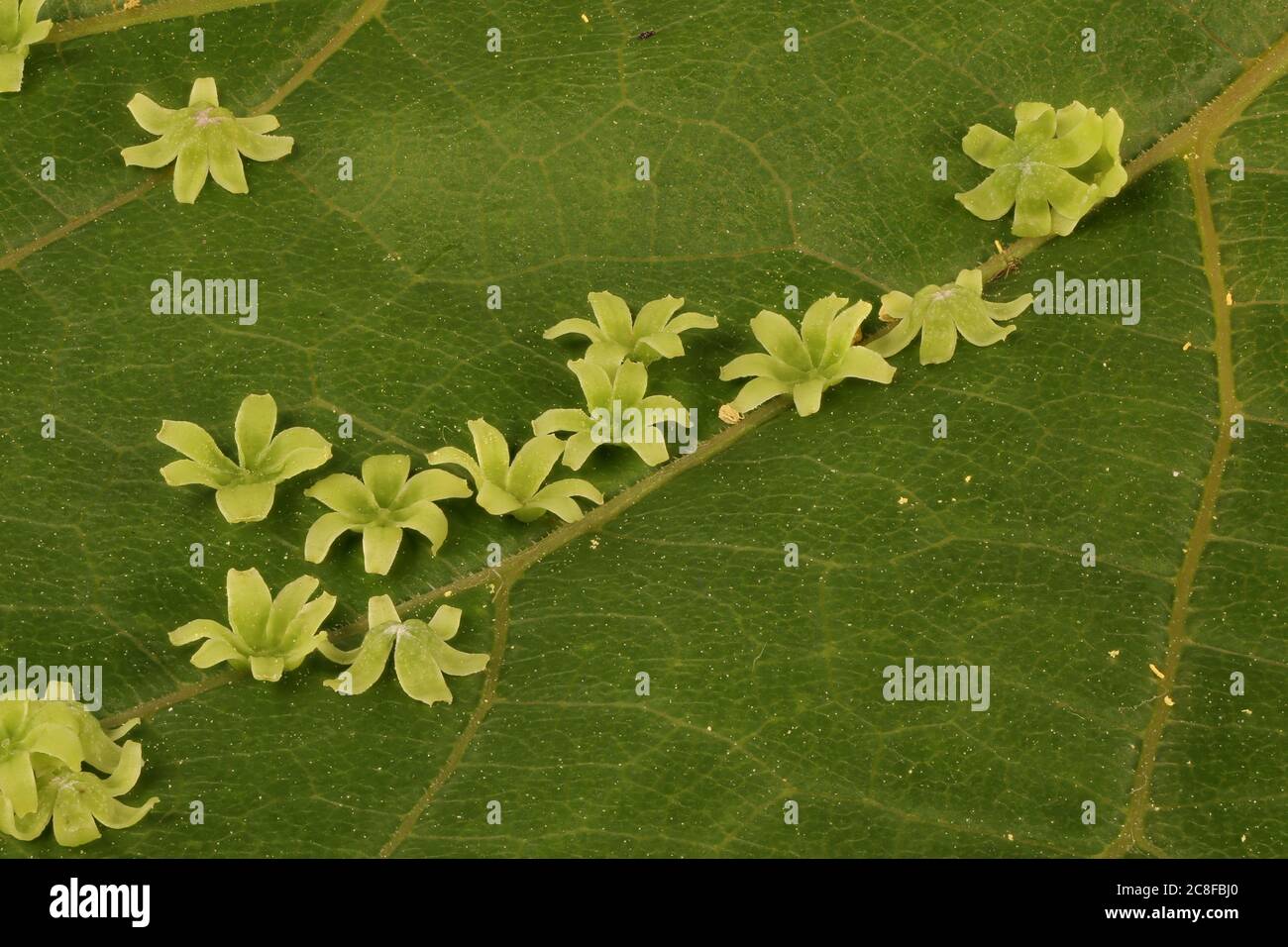 Vitis Riparia High Resolution Stock Photography and Images - Alamy