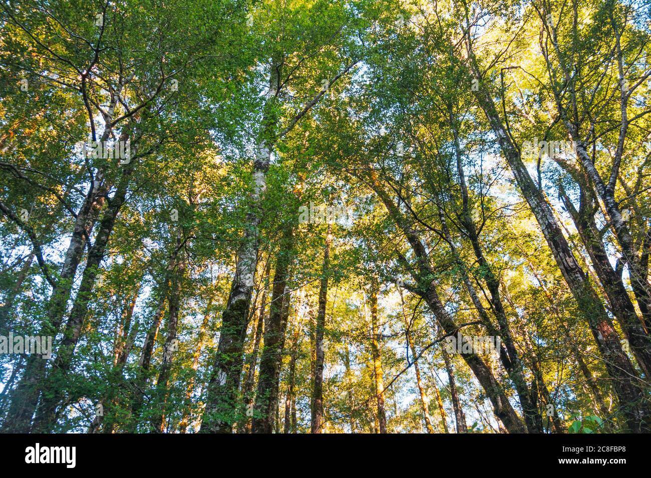 The canopy of a beech forest in the South Island of New Zealand Stock ...