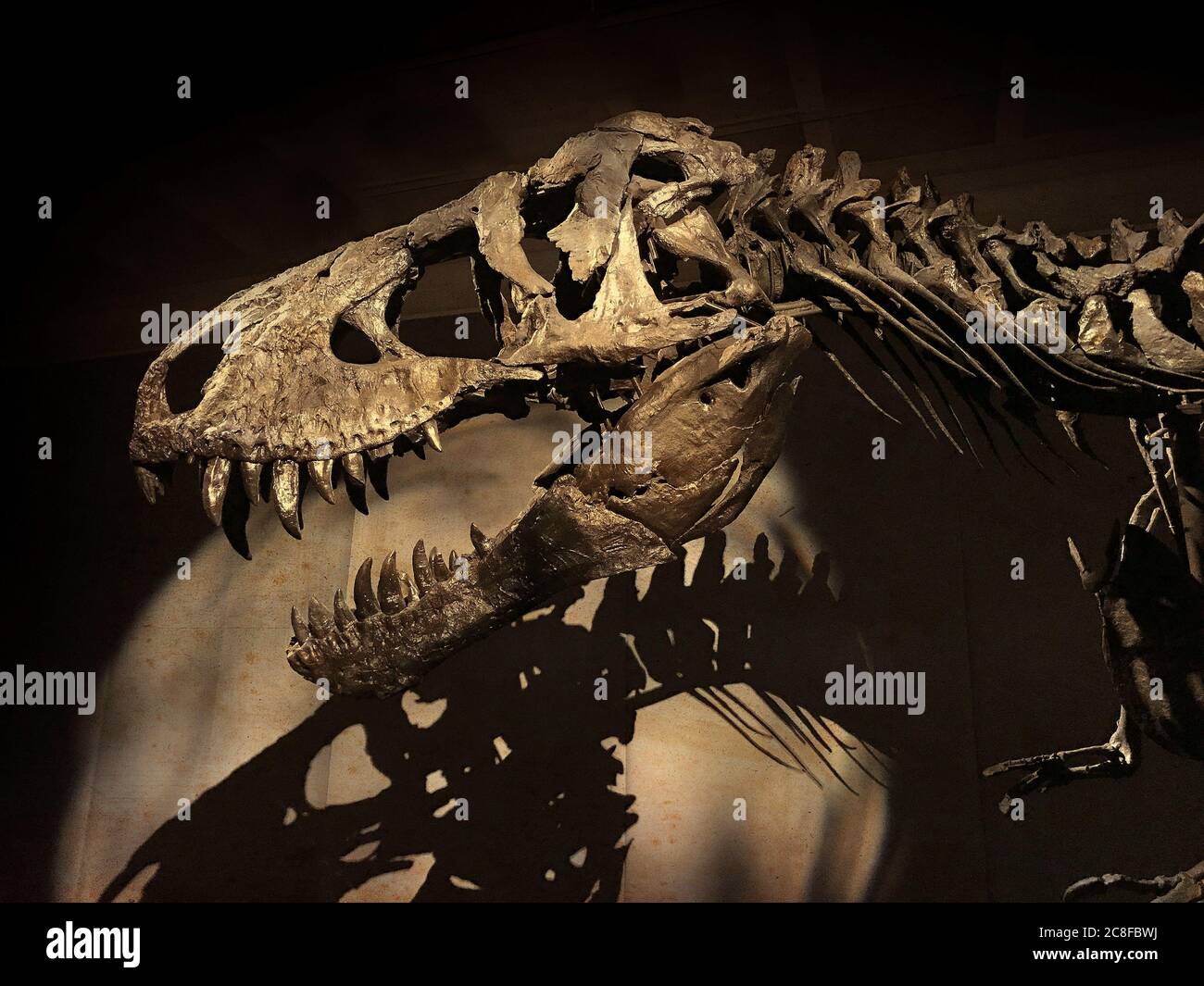The skeleton of the 66 million years old Tyrannosaurus Rex dinosaur ...