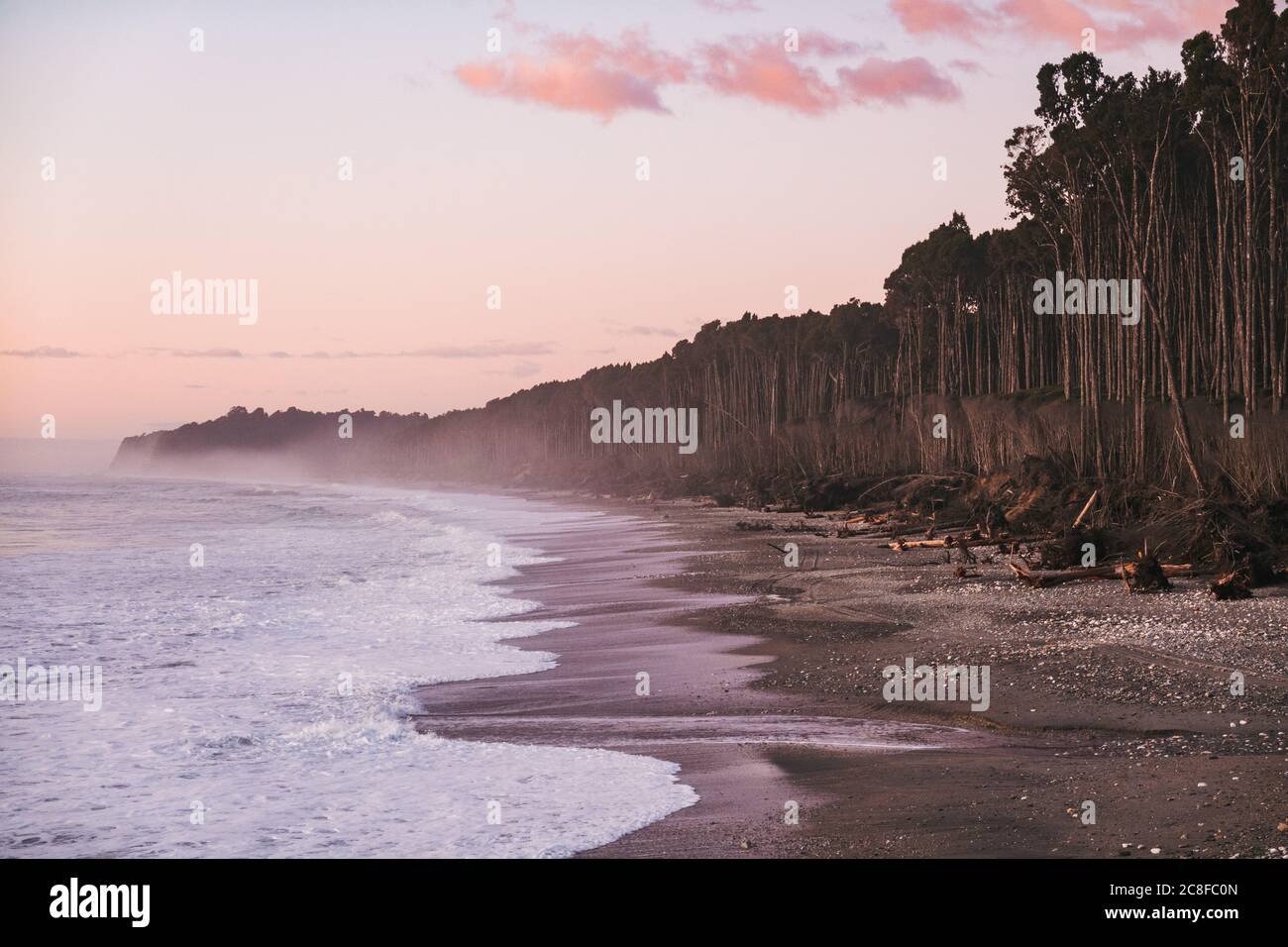 Dense rimu (conifer) forest meets the sea at Bruce Bay / Mahitahi beach ...