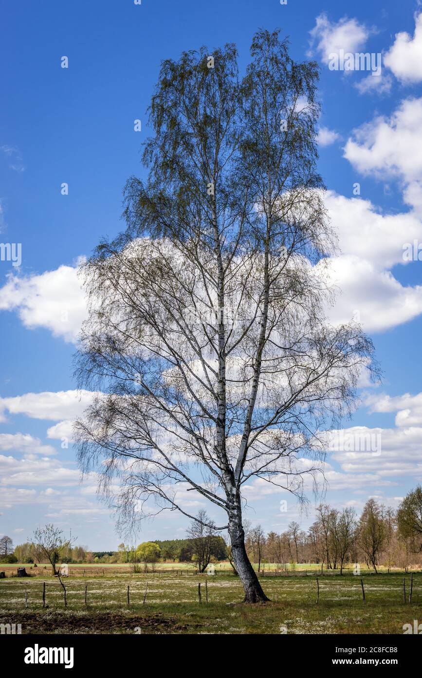 Birch tree on a meadow in district of Gmina Korytnica, within Wegrow ...
