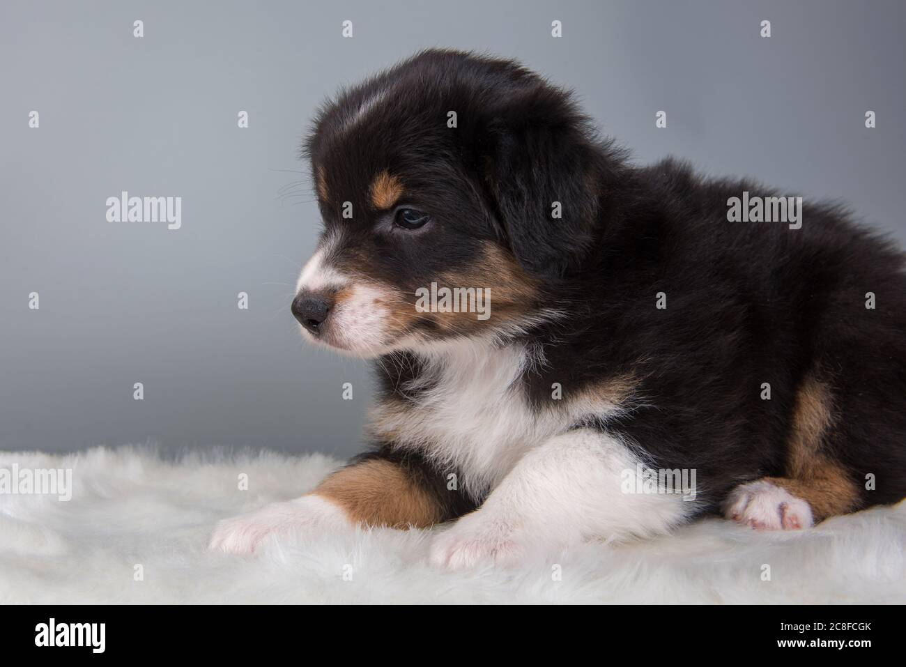 Standard australian shepherd hi-res stock photography and images - Alamy