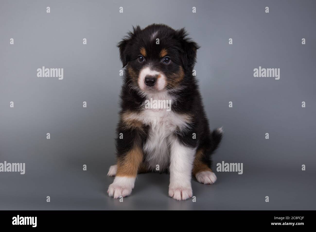 Australian Shepherd tri-color black tan puppy dog Stock Photo - Alamy