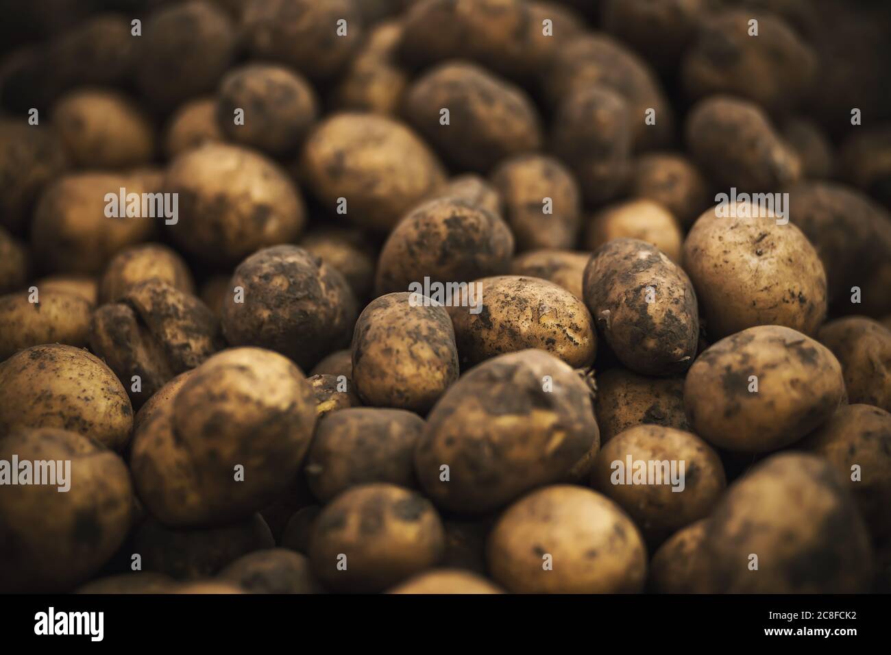 In the grocery store, there are many tubers of ripe potatoes, soiled in ...