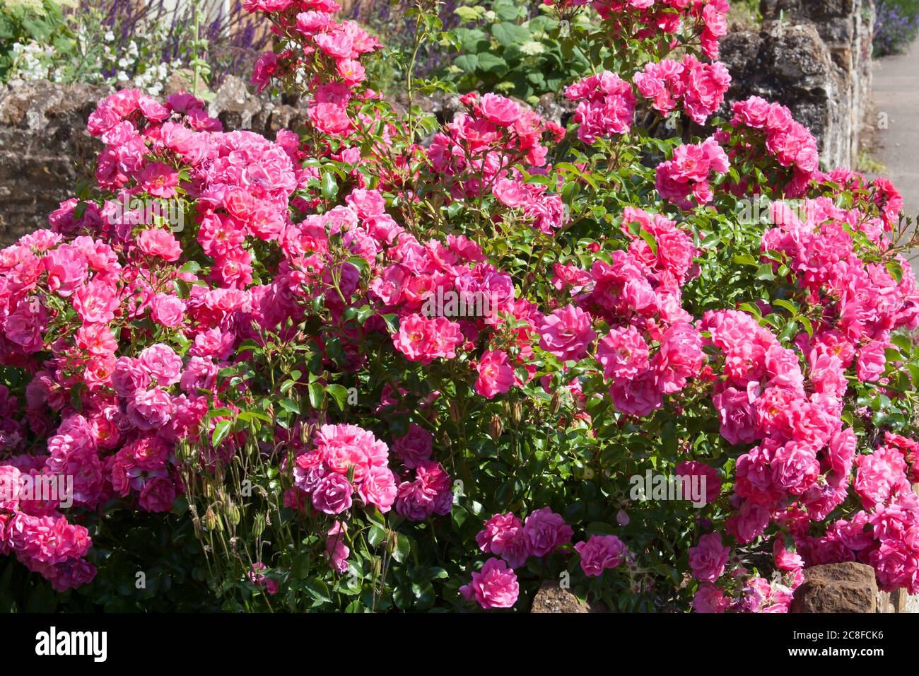 A French Rose bush full of pink roses in full bloom also known as a ...