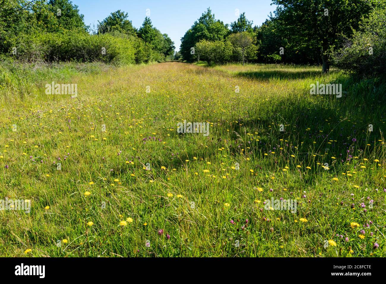 Woodland trust reserve hi-res stock photography and images - Alamy