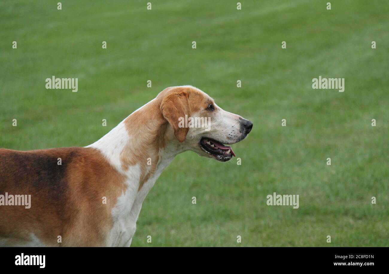 English fox hound hi-res stock photography and images - Alamy