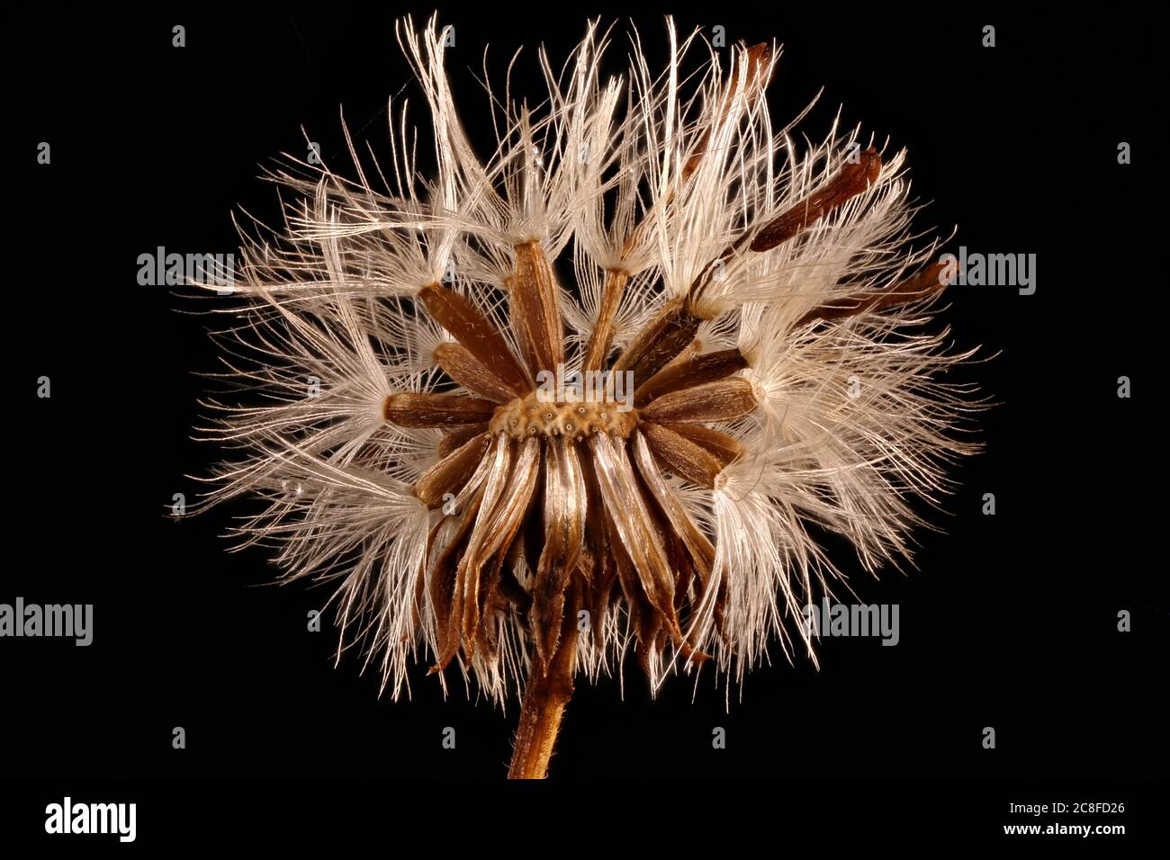 Black achenes hi-res stock photography and images - Alamy