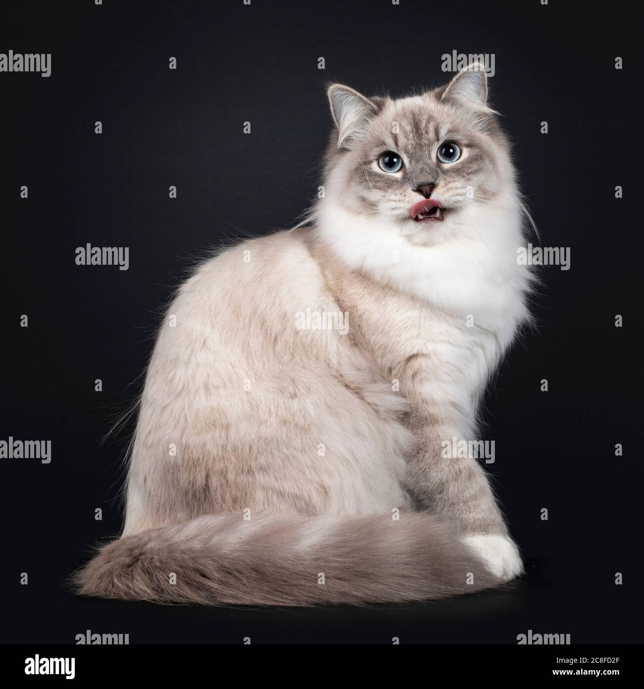 Blue on tail hi-res stock photography and images - Alamy