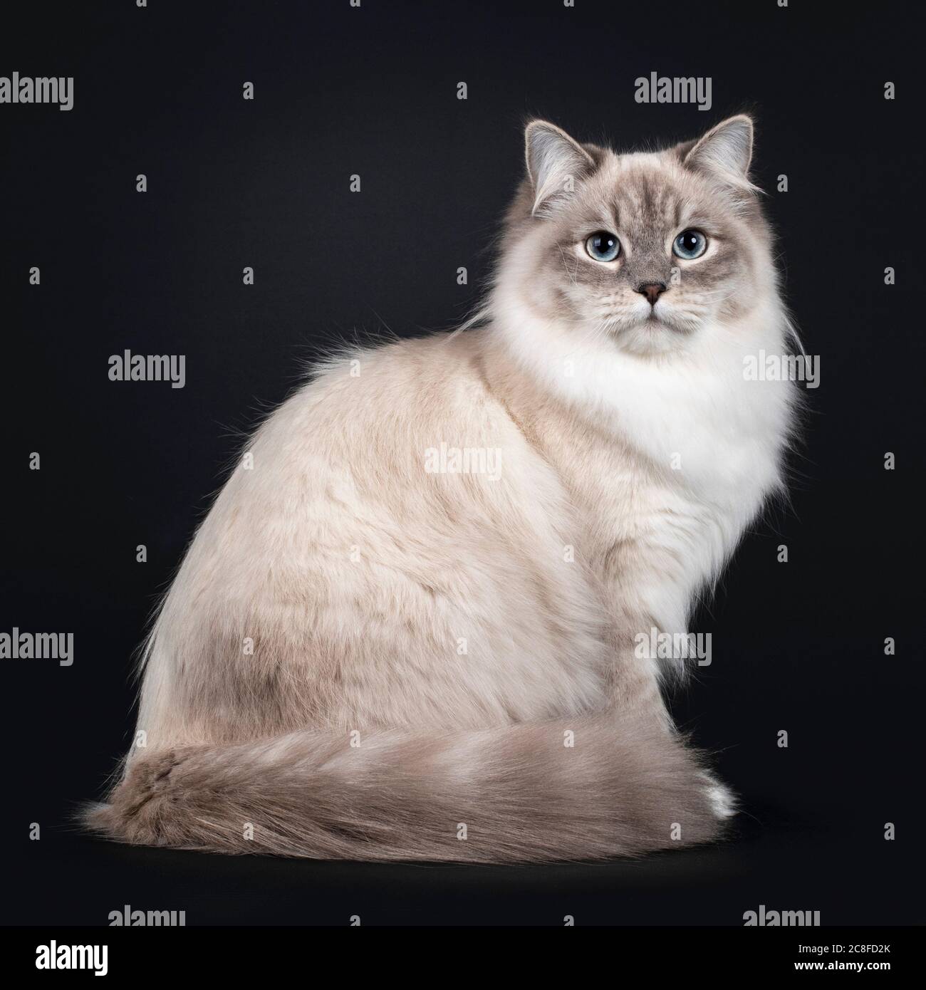 Pretty Neva Masquerade cat sitting side ways with tail around body ...