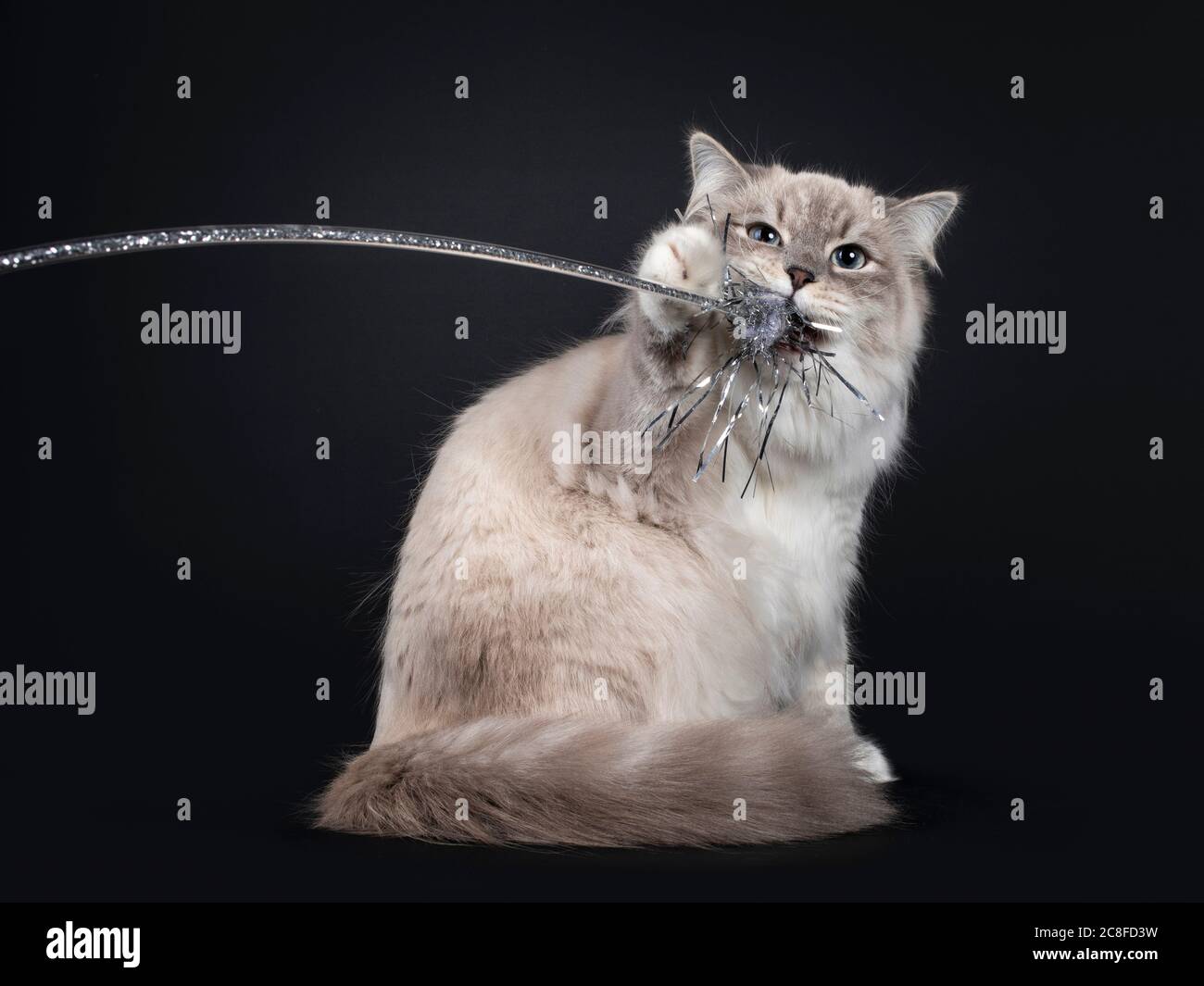 Pretty Neva Masquerade cat sitting side ways with tail around body ...