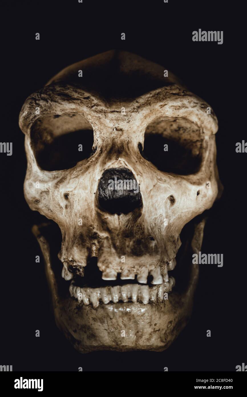 Skull on dark background hi-res stock photography and images - Alamy