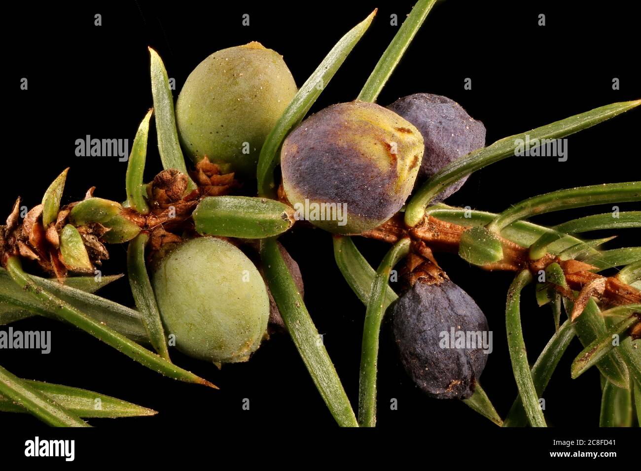 Botanical illustration of juniperus communis hi-res stock photography ...