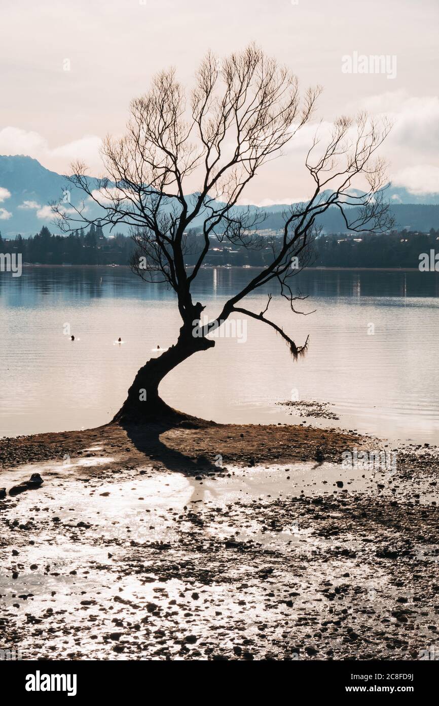 That wanaka tree hi-res stock photography and images - Alamy