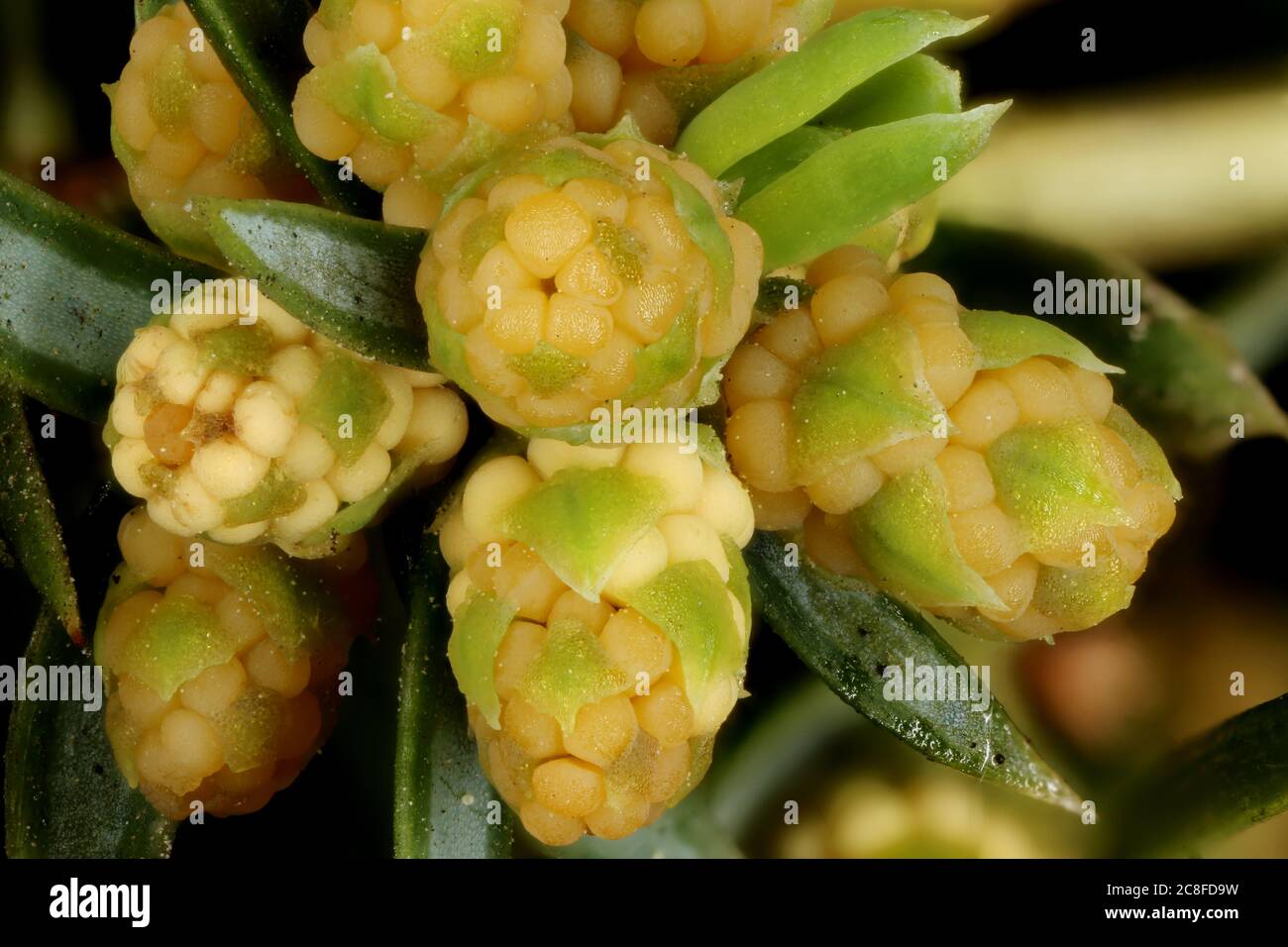 Juniperus communis cone hi-res stock photography and images - Alamy