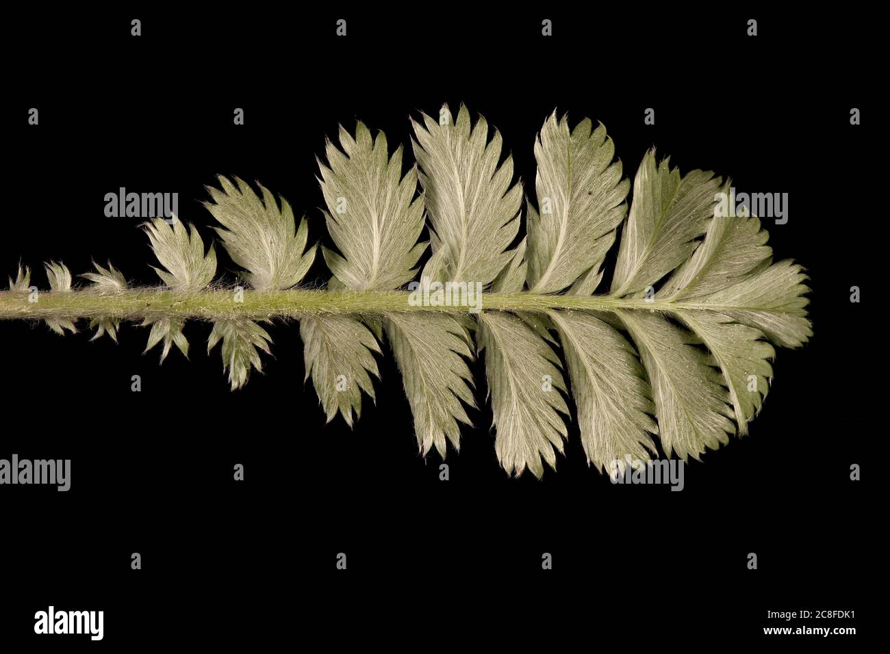 Silverweed Botanical Illustration High Resolution Stock Photography and ...