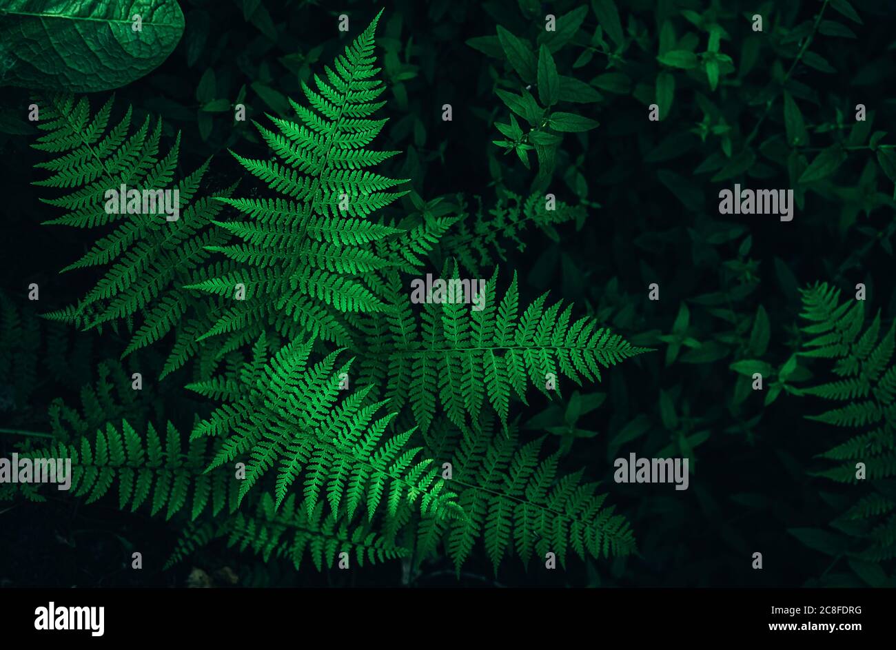 Perfect natural fern forest pattern. Eco background made with young ...