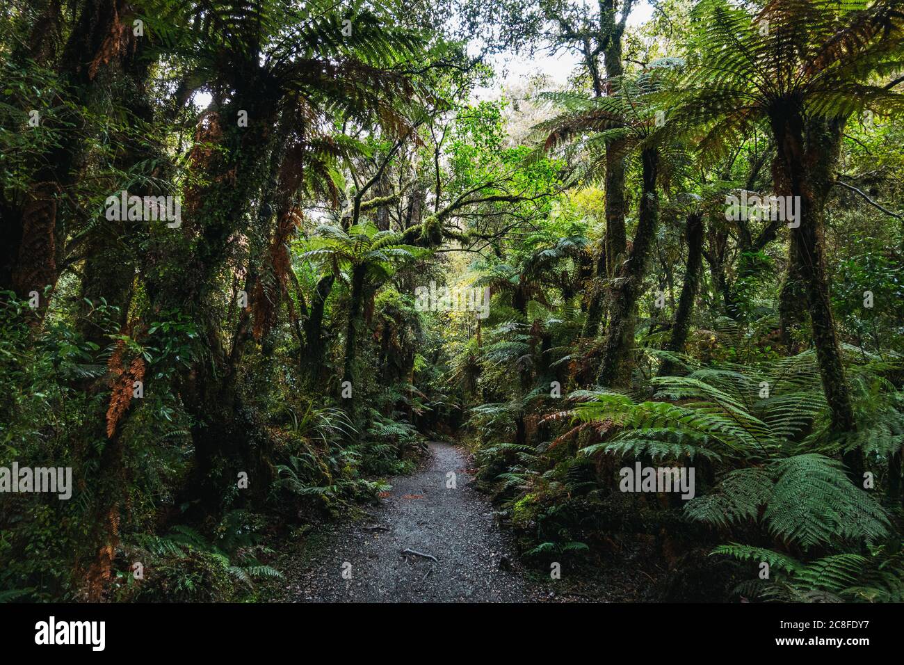 The lush forest on the McLean Falls walking track, Caitlins Forest Park ...