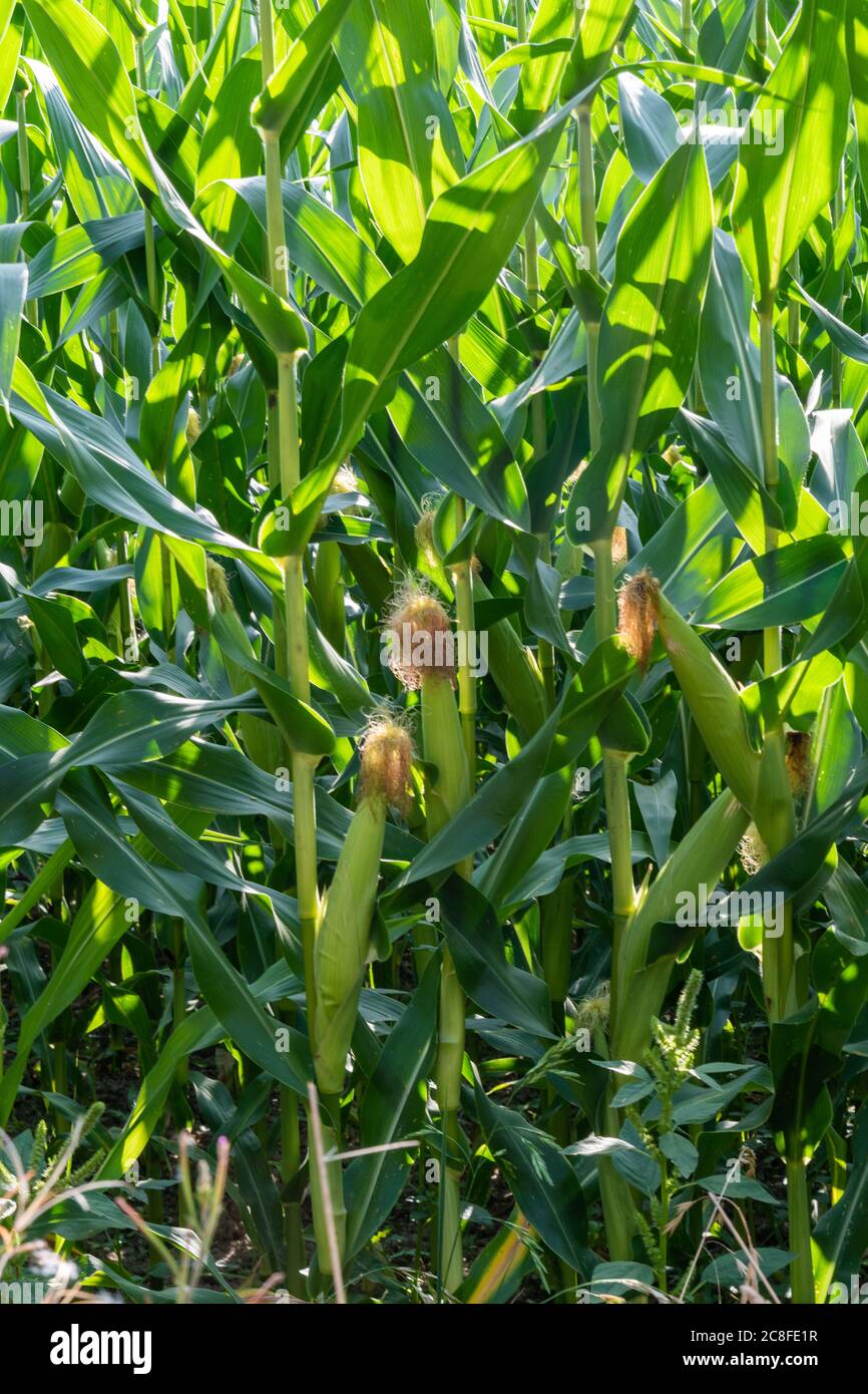 Corn maize harvest france hi-res stock photography and images - Alamy