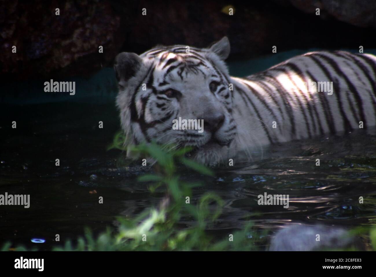 cute white tiger swimming in the pool in the zoo Stock Photo - Alamy