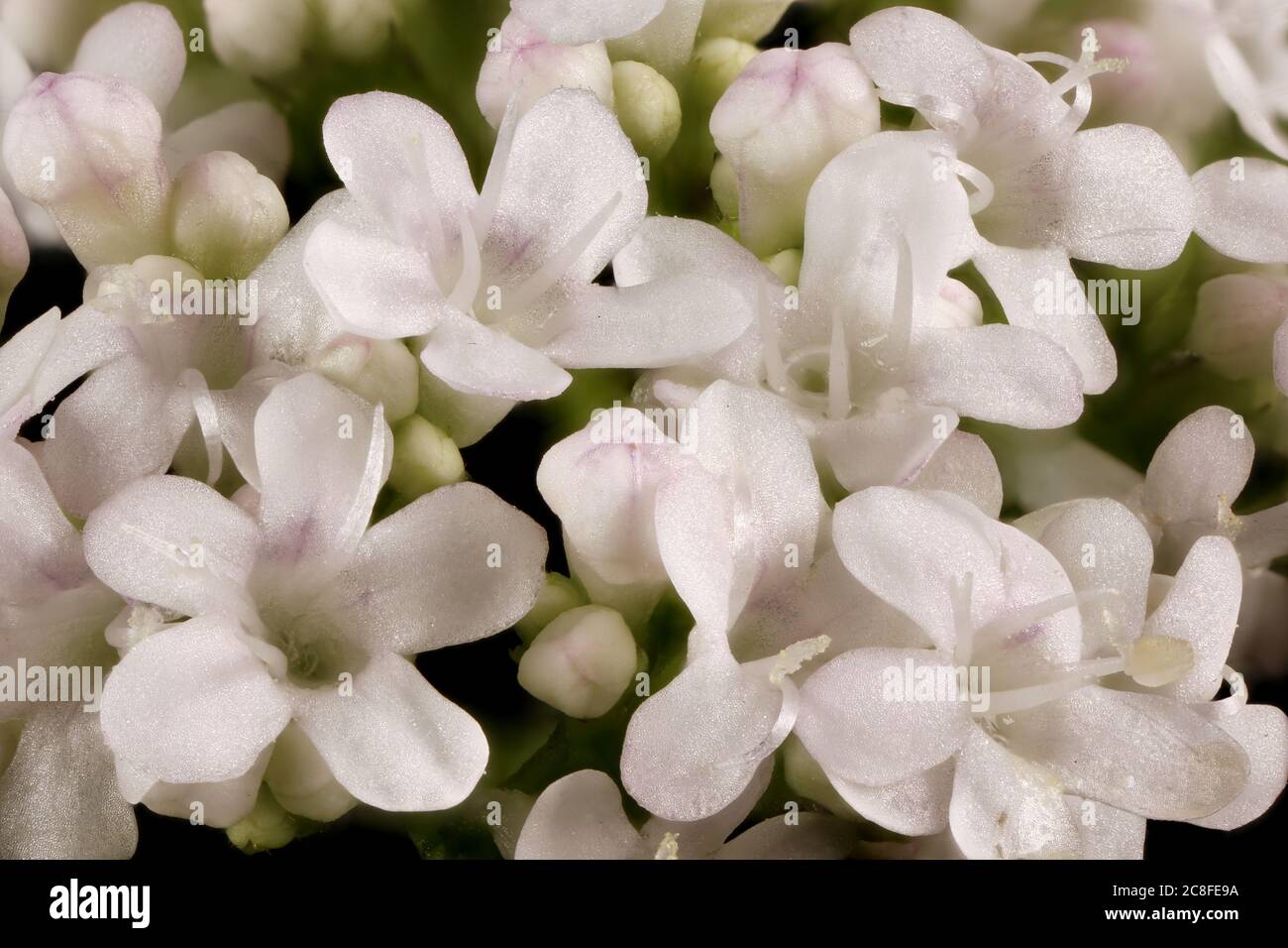 Common valerian plants hi-res stock photography and images - Alamy
