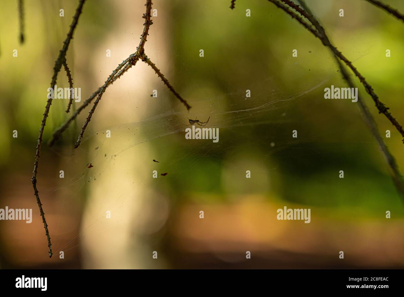A spider hanging in a web between some branches Stock Photo - Alamy