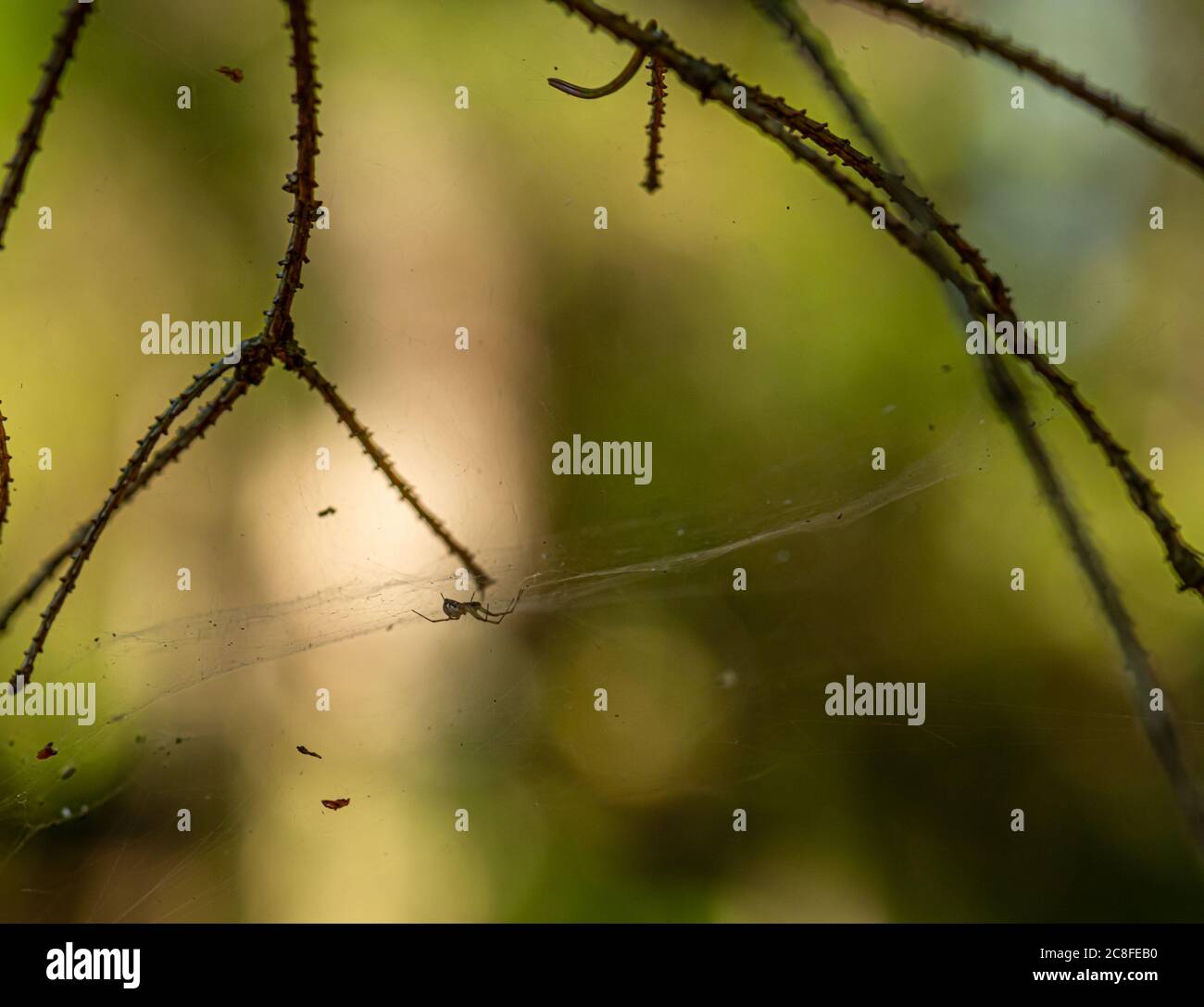 A spider hanging in a web between some branches Stock Photo - Alamy