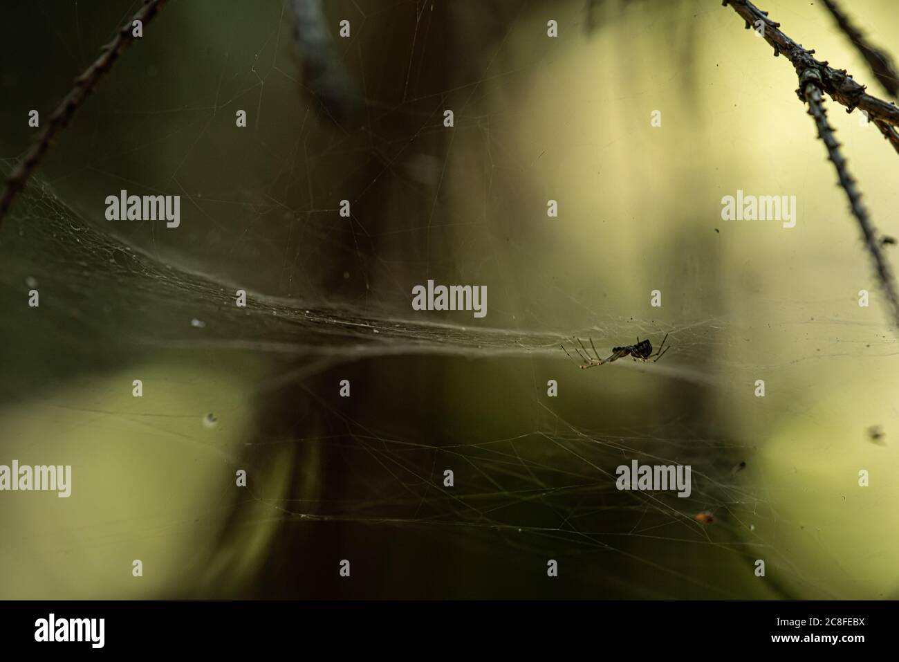 Hanging in a web hi-res stock photography and images - Alamy