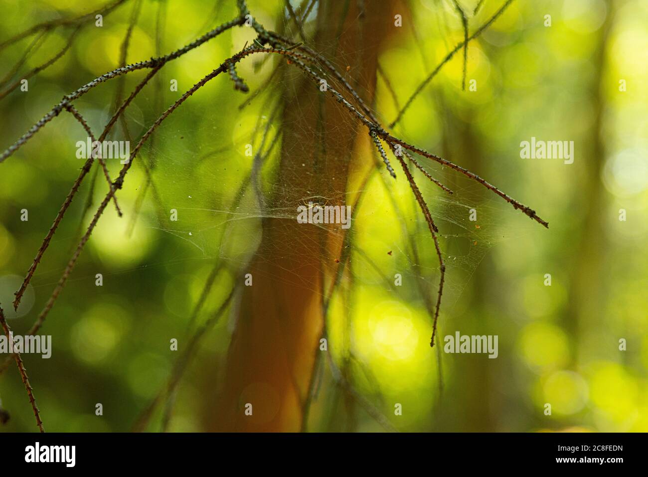 A small spider hanging upside down in its net in the woods Stock Photo ...