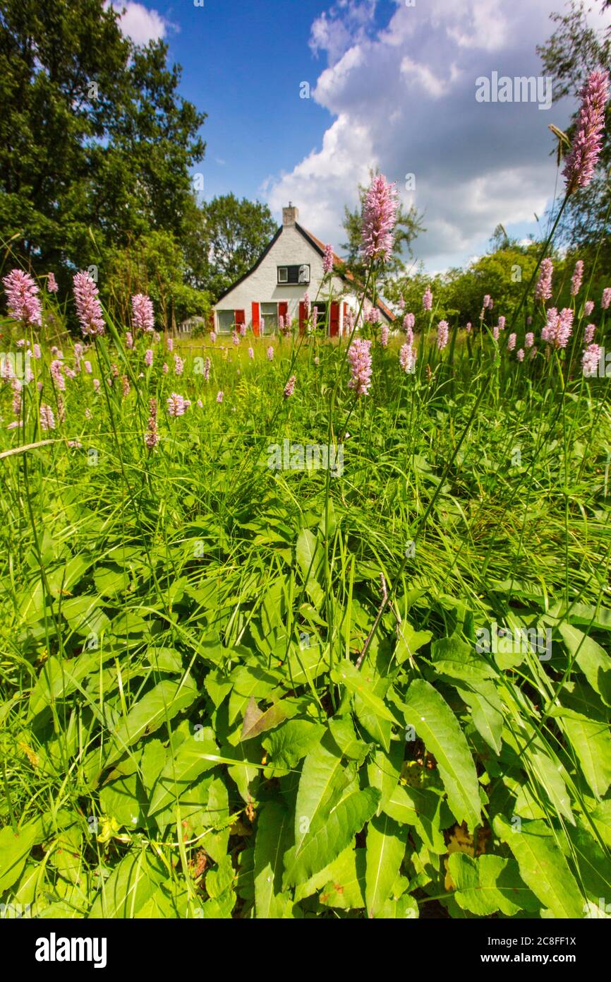 Common bistort, Meadow bistort (Polygonum bistorta, Bistorta ...