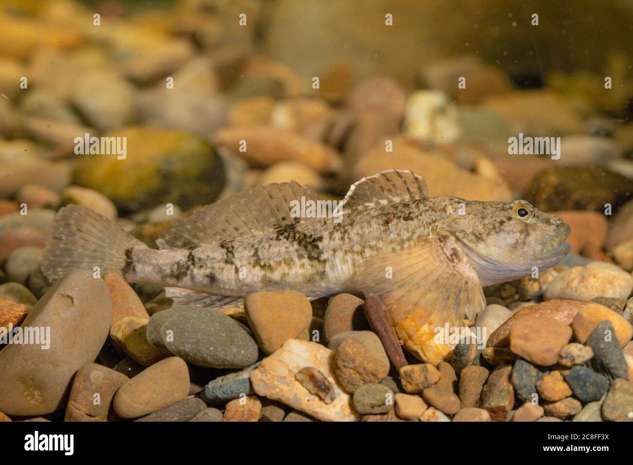 Miller's thumb, bullhead (Cottus gobio), male, Germany Stock Photo - Alamy