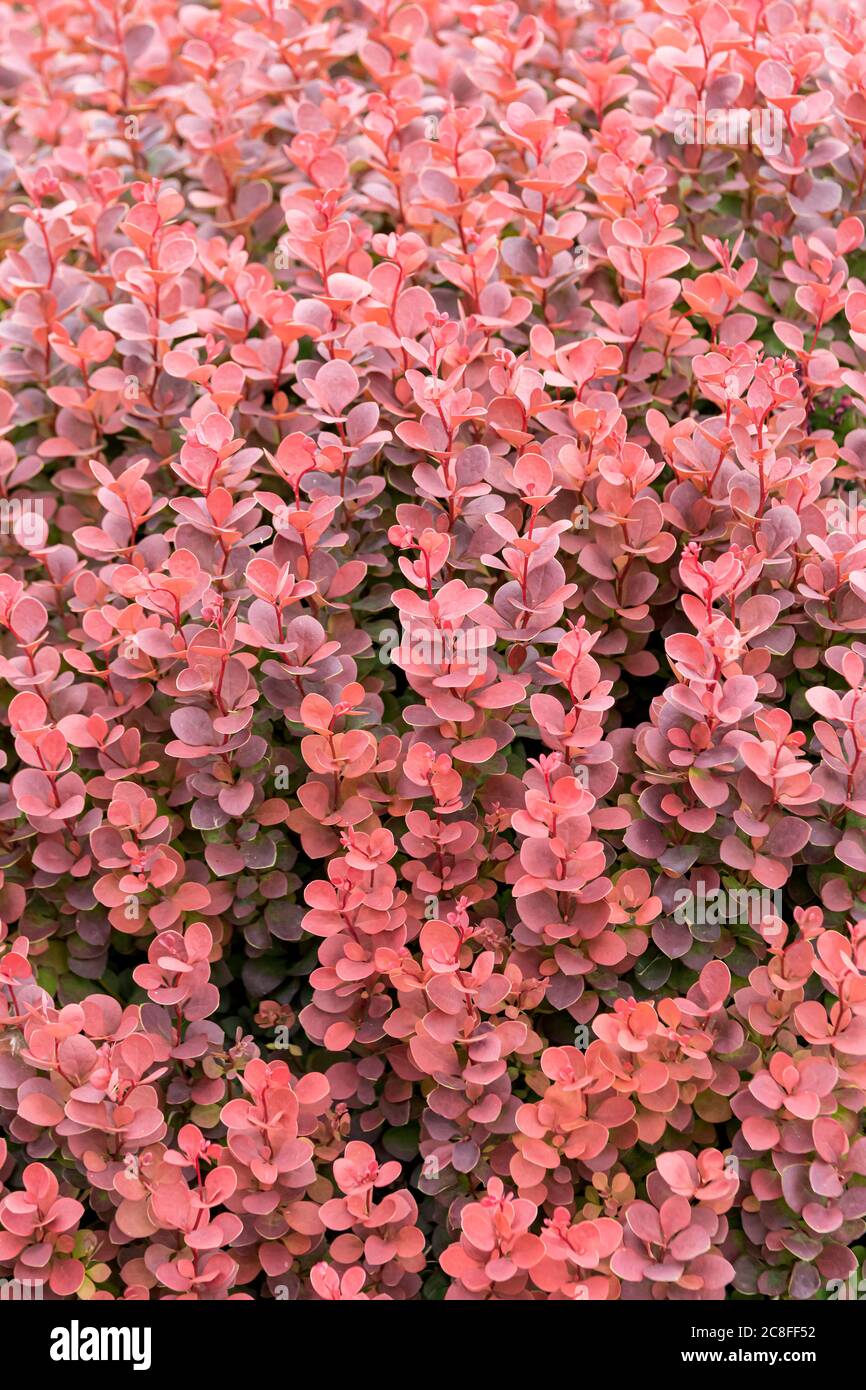 Japanese barberry (Berberis thunbergii 'Sunjoy Mini Maroon', Berberis ...