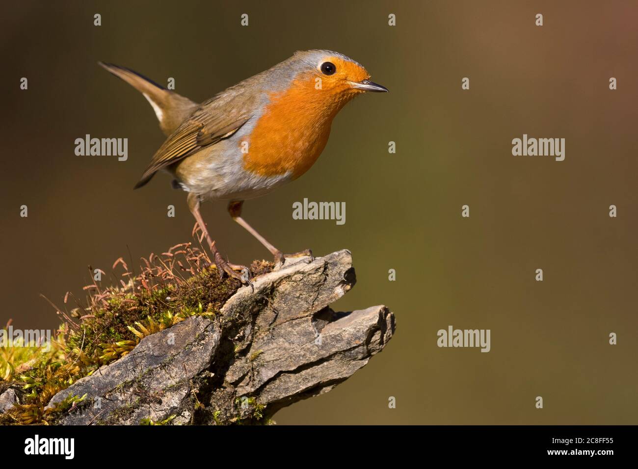 European robin (Erithacus rubecula), perching on dead wood, side view ...