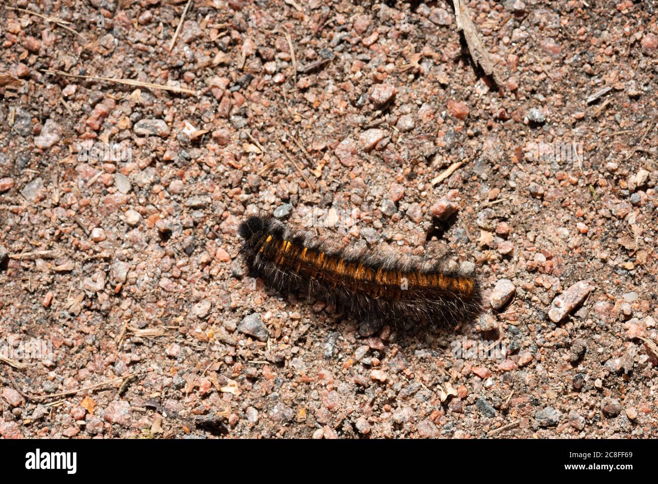 A hairy larvae crawling in the sand Stock Photo - Alamy