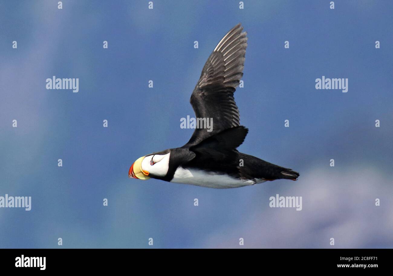 Flying horned puffin hi-res stock photography and images - Alamy