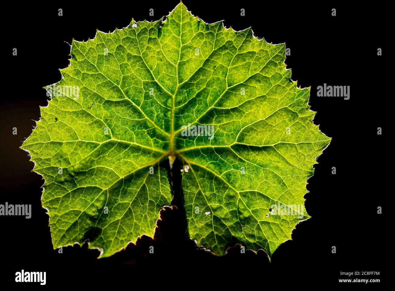 giant butterbur, Japanese Butter-bur (Petasites japonicus), leaf in ...