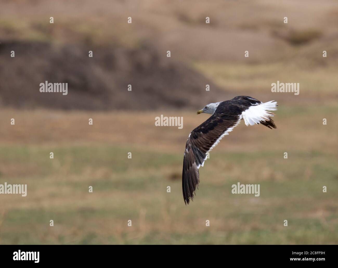 lesser black-backed gull (Larus fuscus), Third year Baltic Gull ...