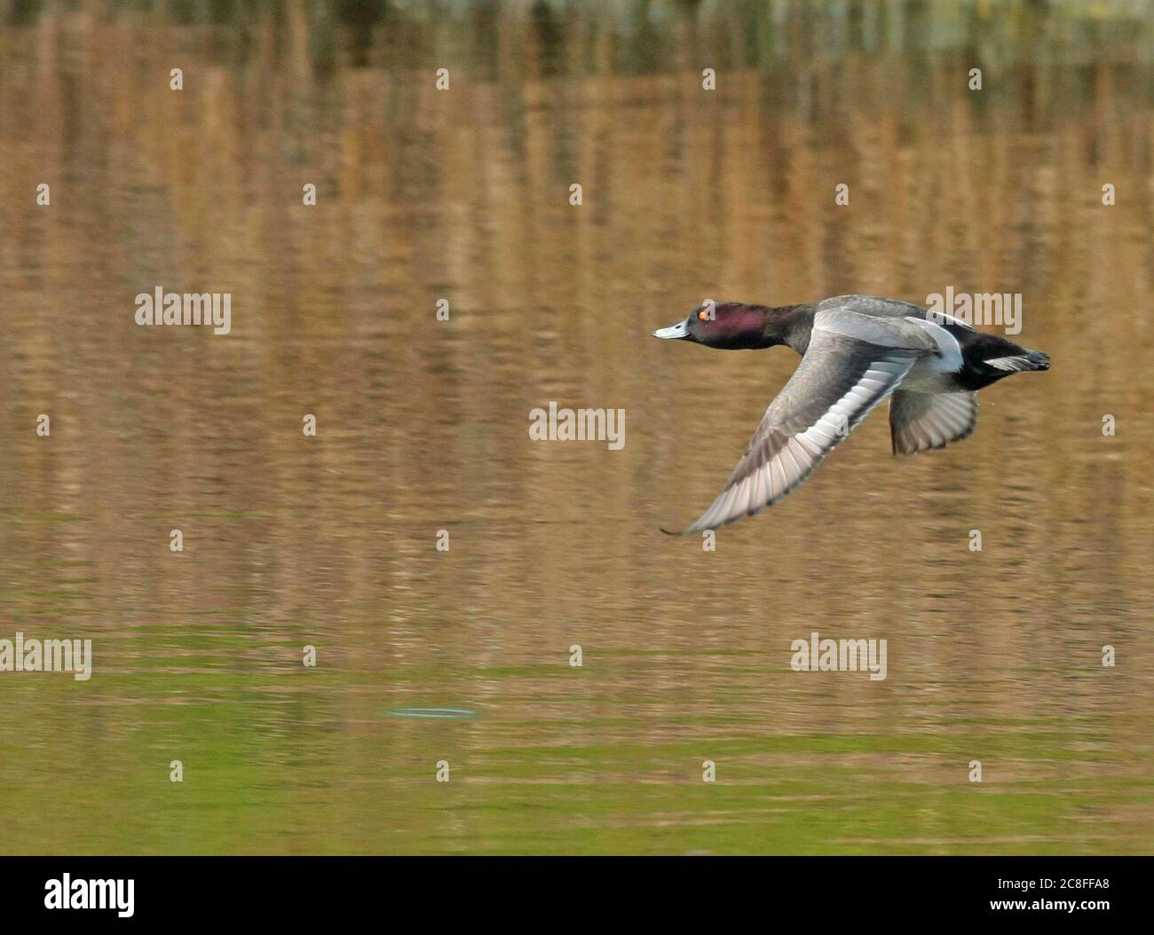 Tufted Duck x Common Pochard (Aythya fuligula x Aythya ferina), adult ...