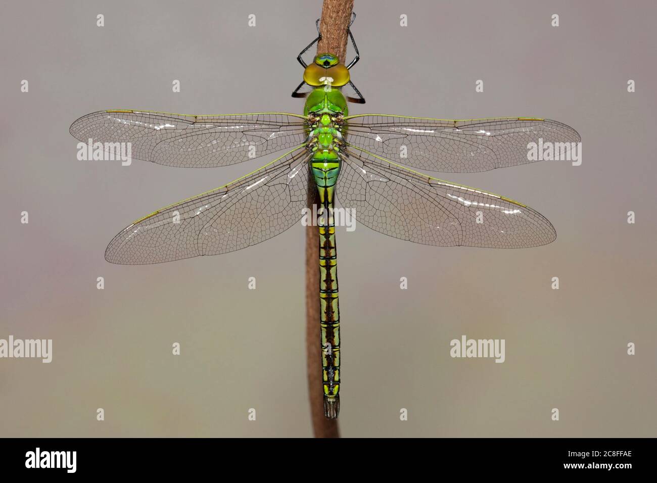 Vagrant emperor dragonfly, Vagrant emperor (Anax ephippiger, Hemianax ...