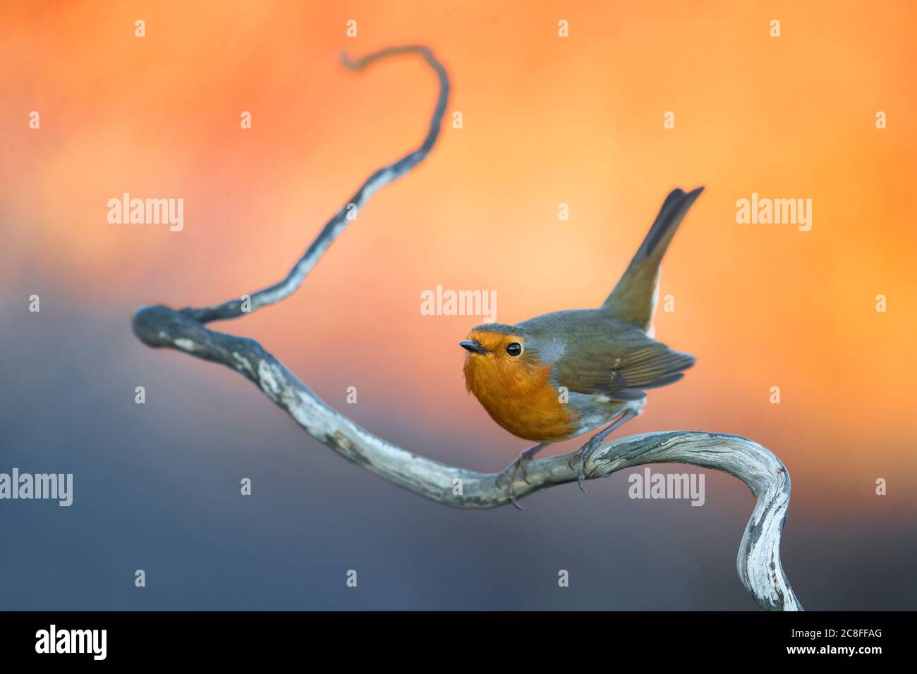 Dead robin hi-res stock photography and images - Alamy