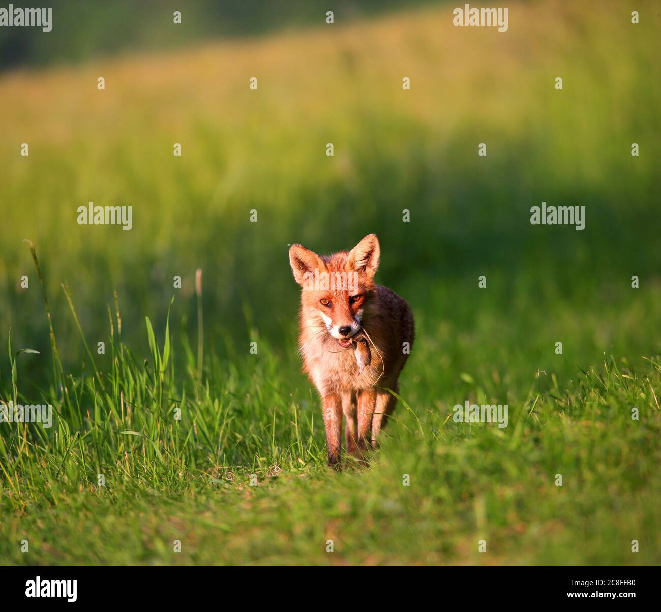 Red fox hunting mice hi-res stock photography and images - Alamy