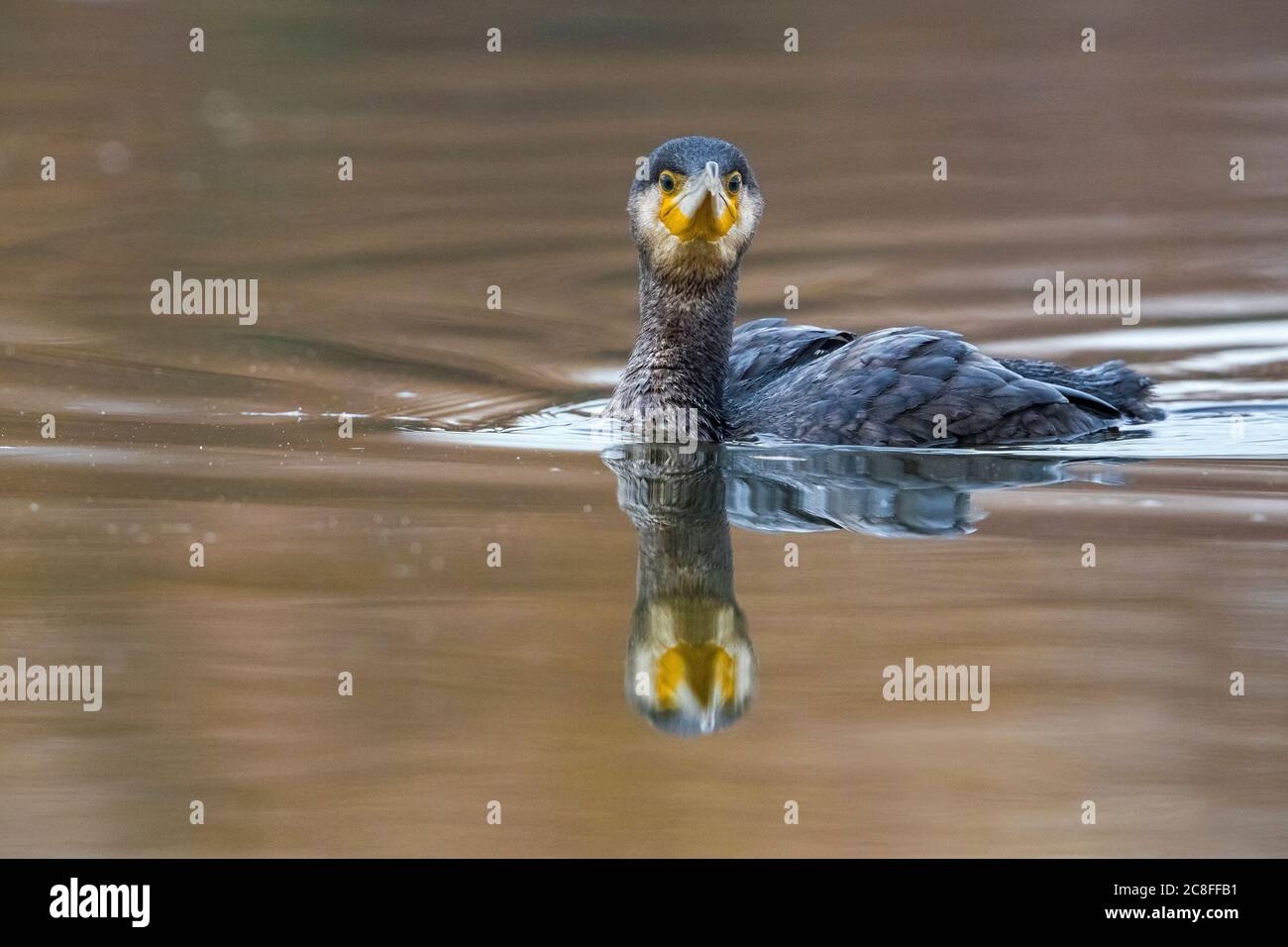 Chinese great cormorant (Phalacrocorax carbo sinensis, Phalacrocorax ...